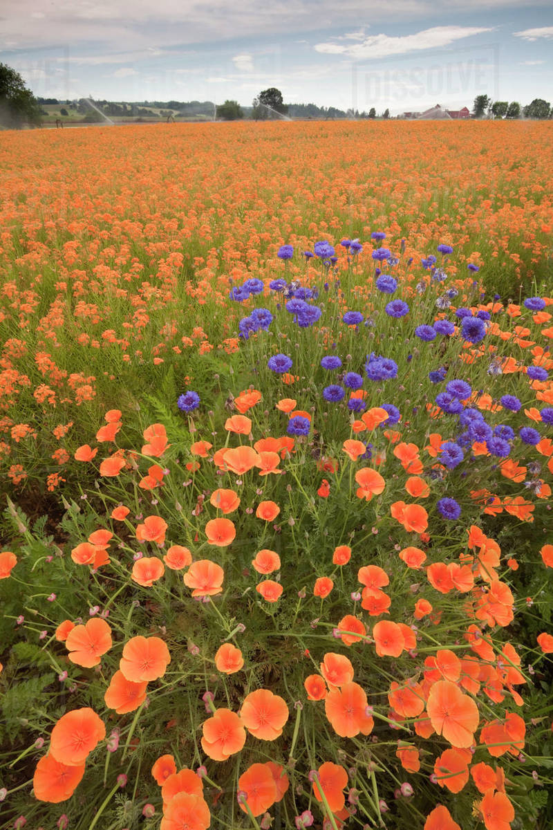 Cornflower (Centaurea cyanus), California Golden Poppies (Eschscholzia californica) and Siberian ...