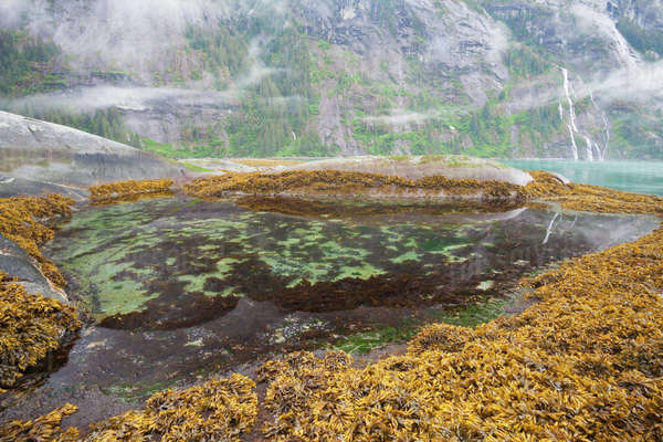 Tidal pools at coast, Endicott Arm, Alaska, USA - Stock Photo - Dissolve