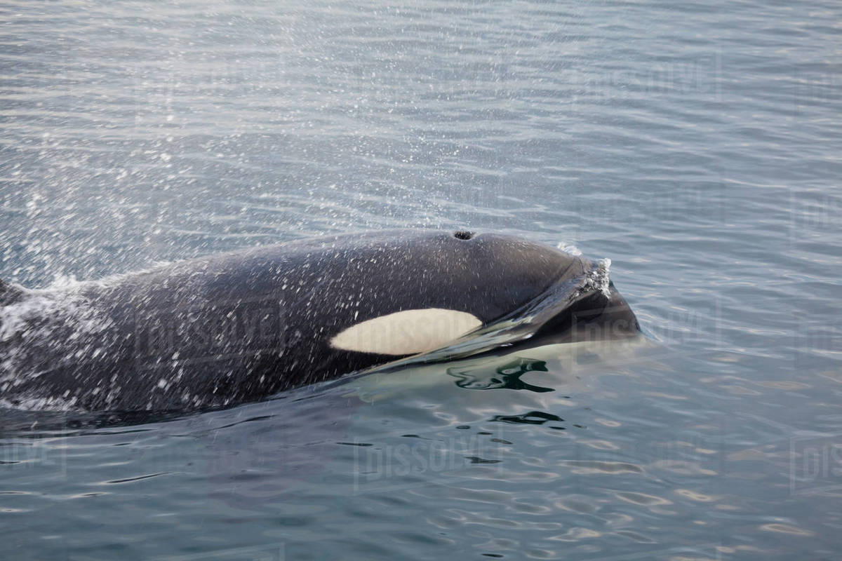 Killer whale (Orcinus orca) spraying water, Blackfish Sound, Vancouver ...