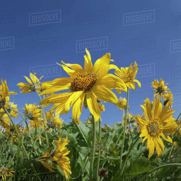 USA, Oregon, Columbia River Gorge, Meadows east of Mosier - Royalty ...