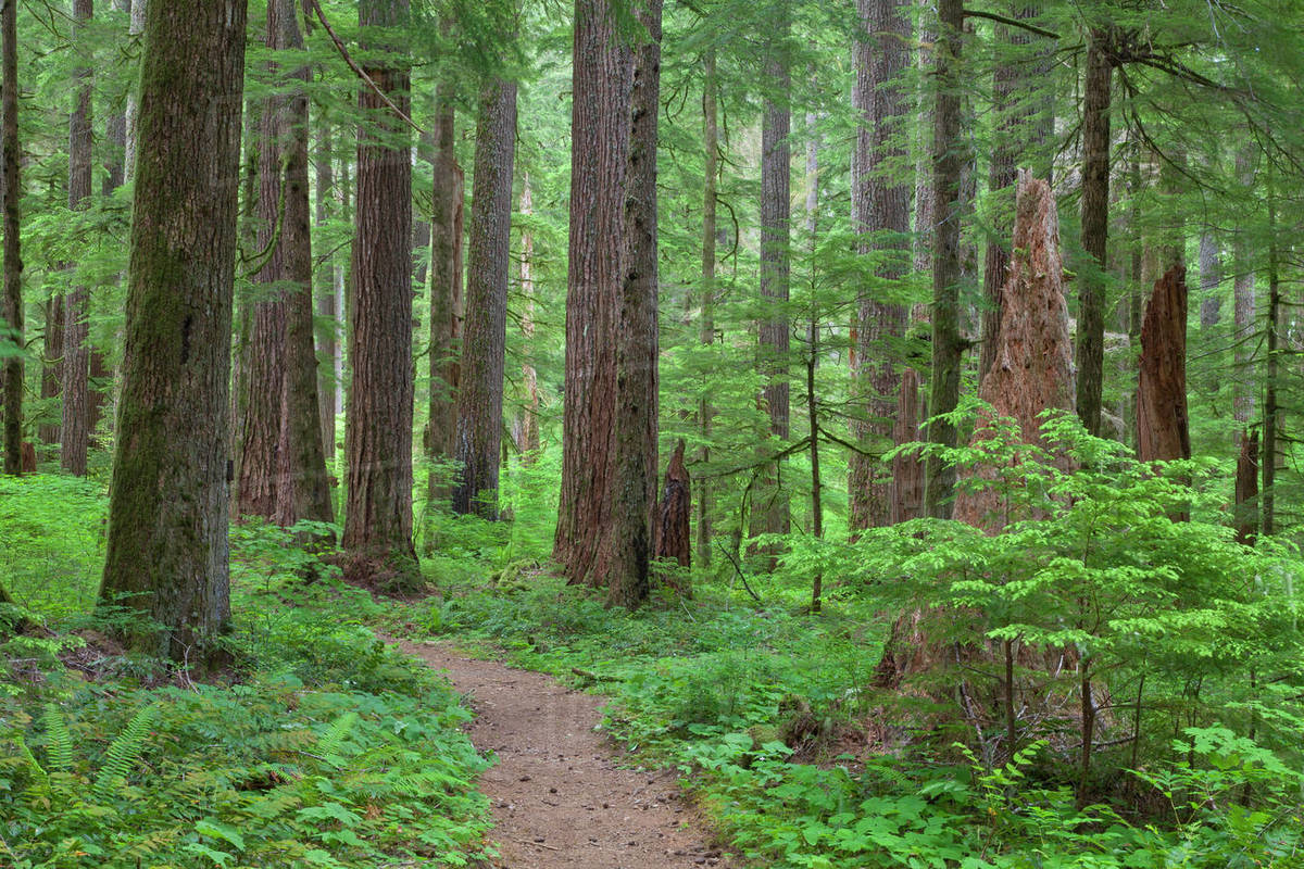 USA, Washington State, Olympic National Forest, Skokomish River ...