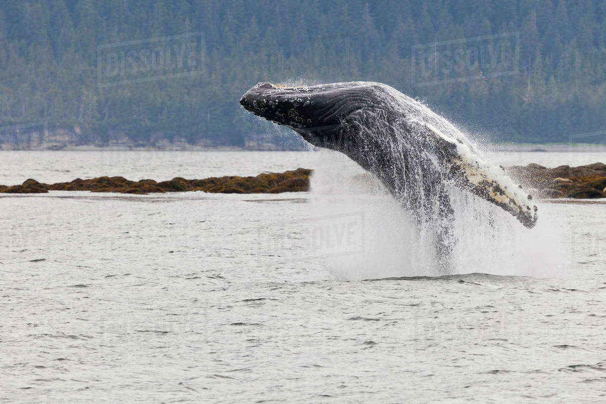 USA, Alaska, Frederick Sound, Humpback Whale Breaching - Royalty-free ...