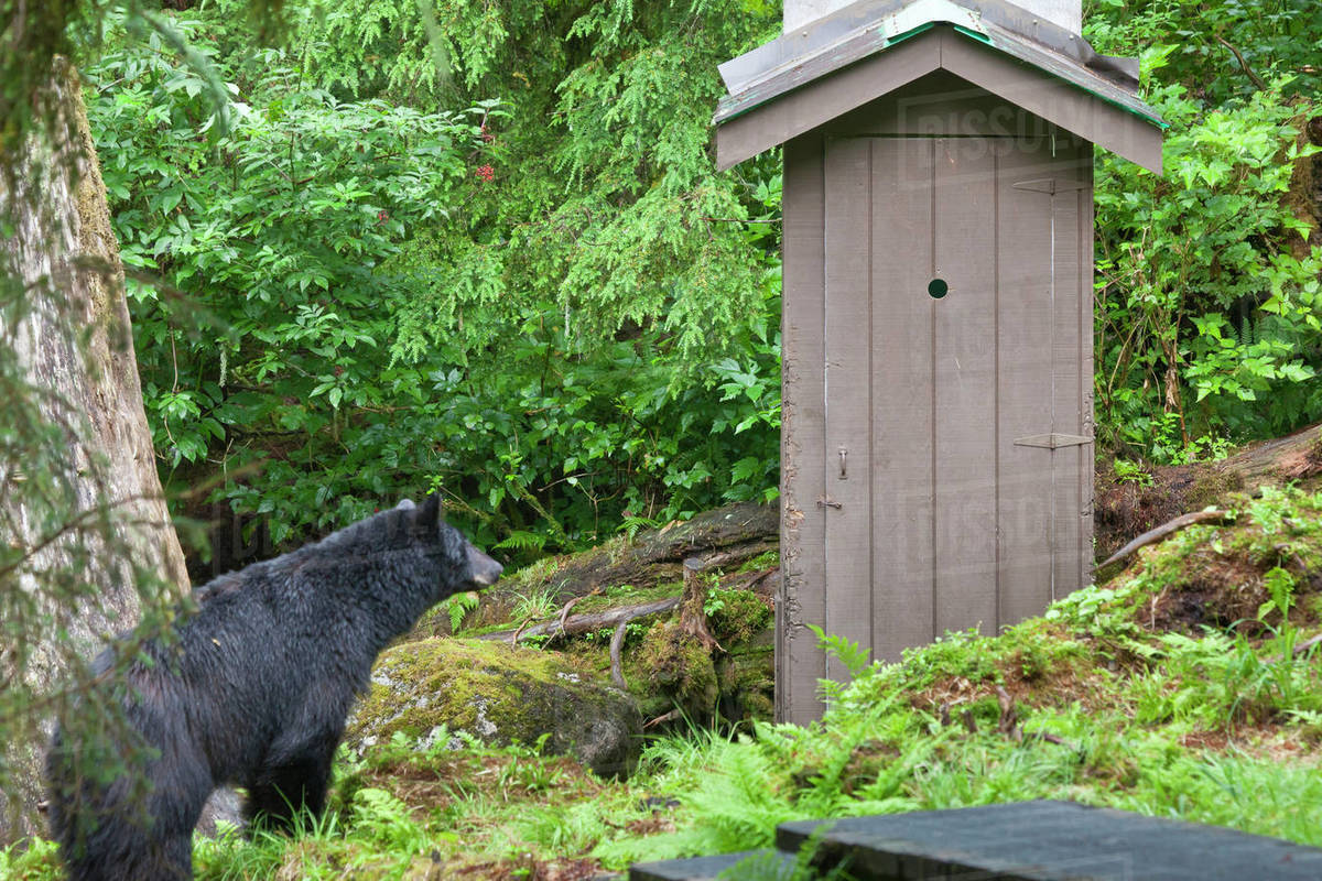 USA, Alaska, Tongass National Forest, Anan Wildlife Observatory, Black ...