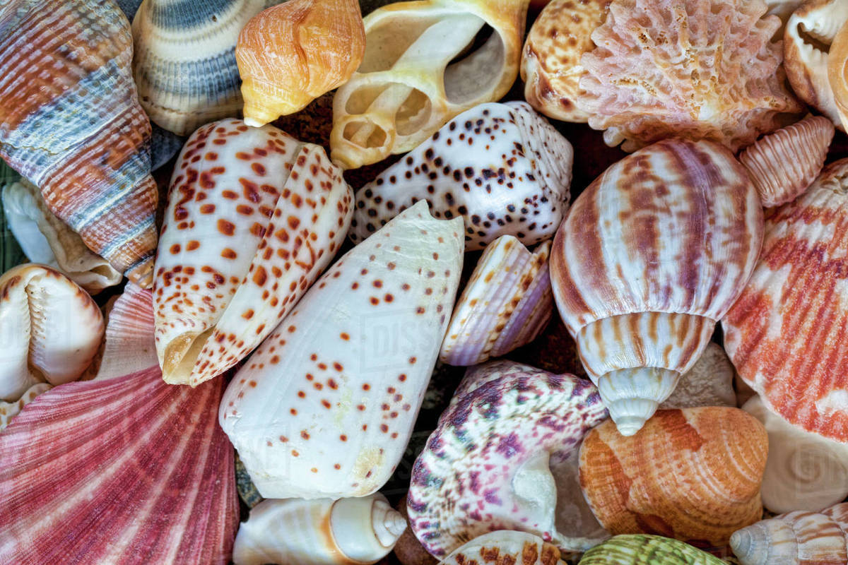 Close-up of assorted seashells - Royalty-free Stock Photo | Dissolve