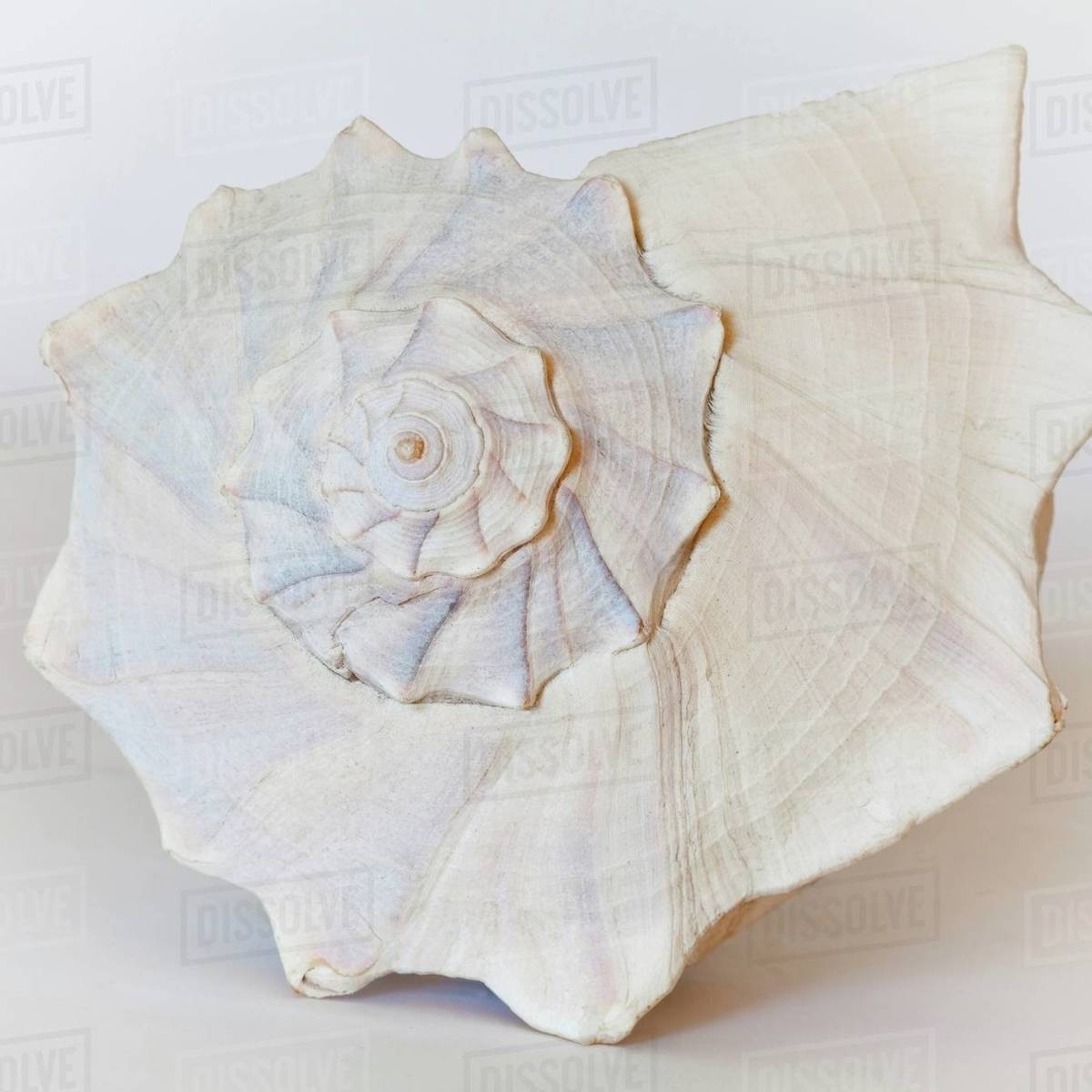 Sea Shell - Royalty-free Stock Photo | Dissolve