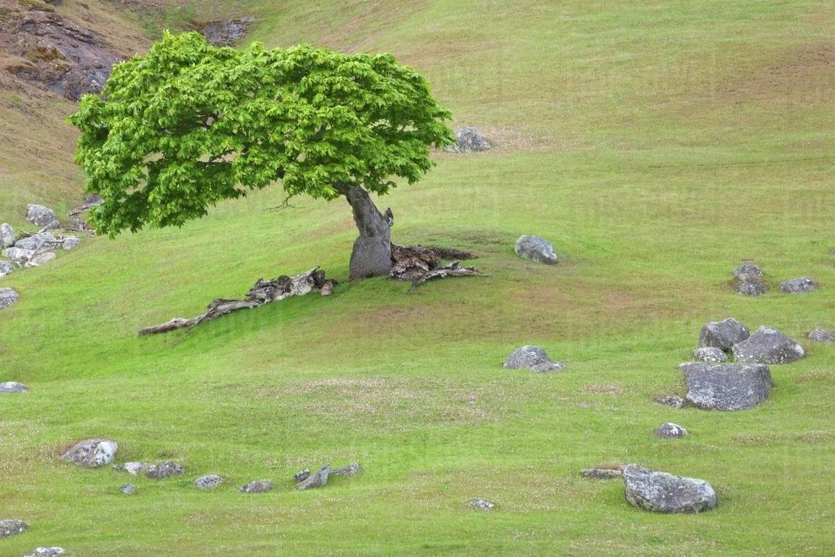 USA, Washington State, San Juan Islands, Spieden Island, Landscape with ...