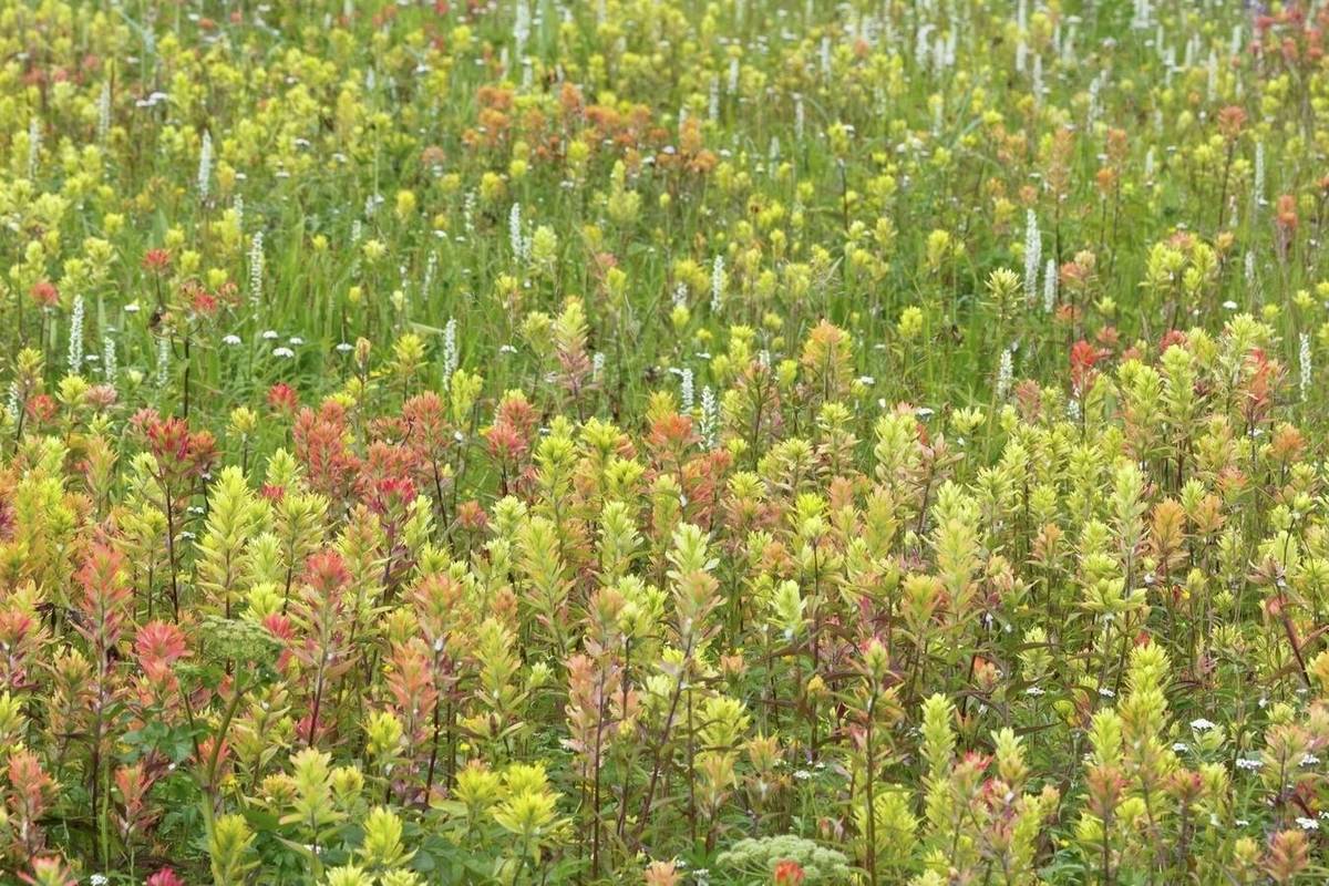Indian Paintbrush (Castilleja) flowers in a field, Dundas Bay, Glacier ...
