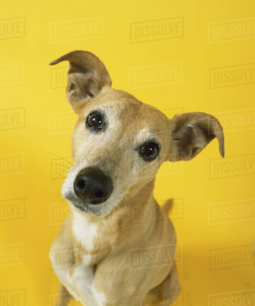 Close-up of a dog - Royalty-free Stock Photo | Dissolve