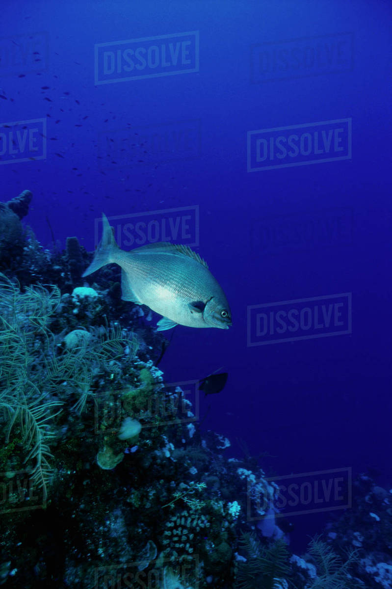 Close-up of a Horse Eye Jack fish swimming underwater (Caranx hippos ...