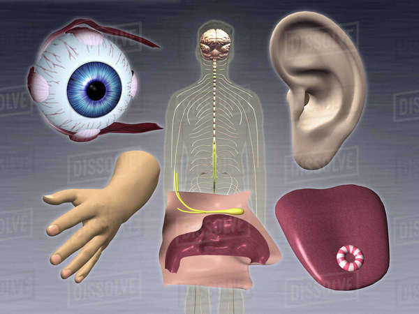 Close-up of five human sensory organs - Stock Photo - Dissolve