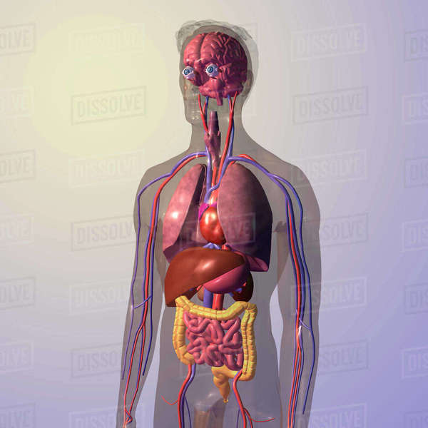 Close-up of the inner organs of the human body - Stock Photo - Dissolve