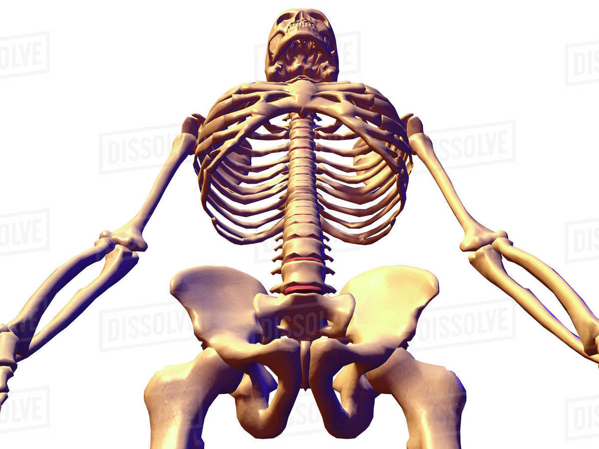 Low angle view of a human skeletal system - Royalty-free Stock Photo ...