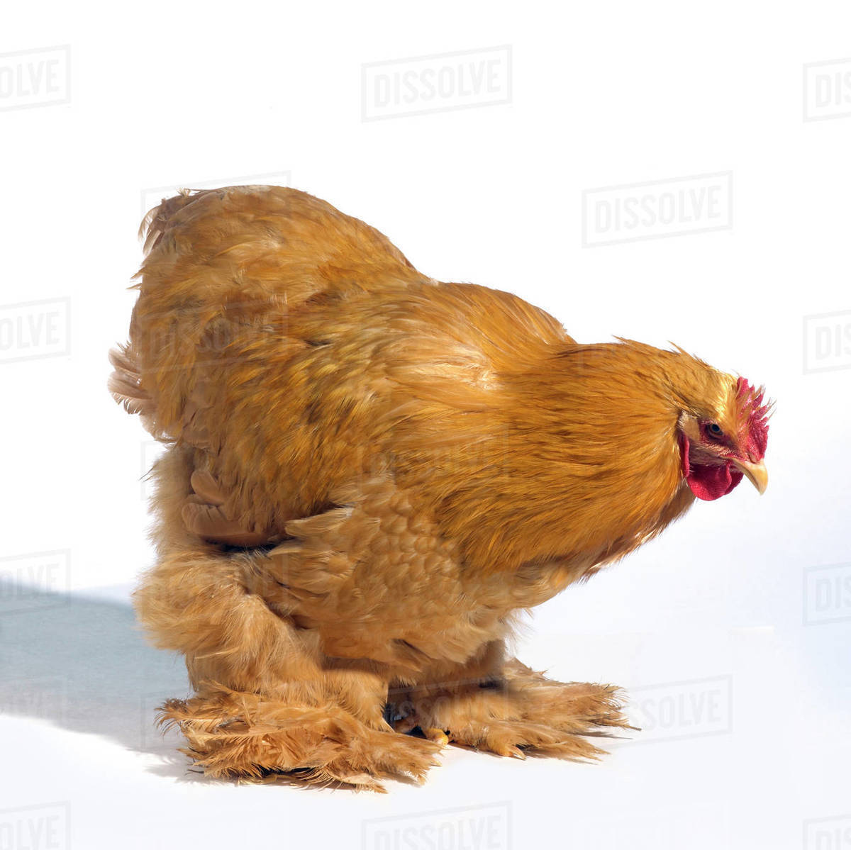 Side profile of a young Buff Cochin - Royalty-free Stock Photo | Dissolve