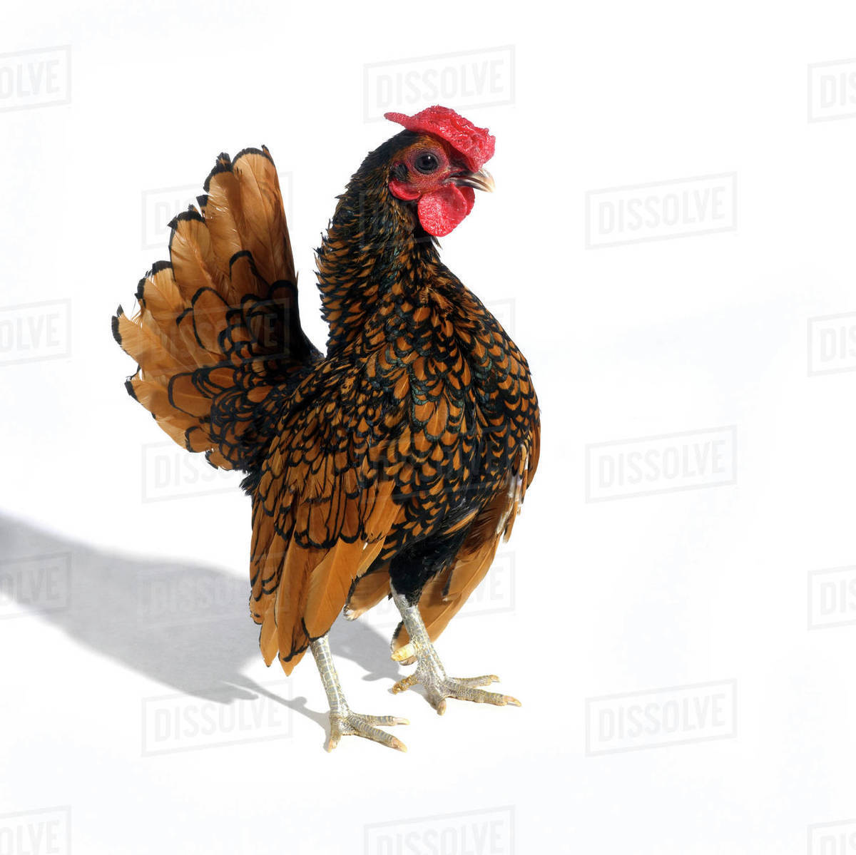 Side profile of a Golden Seabright Bantam - Royalty-free Stock Photo ...