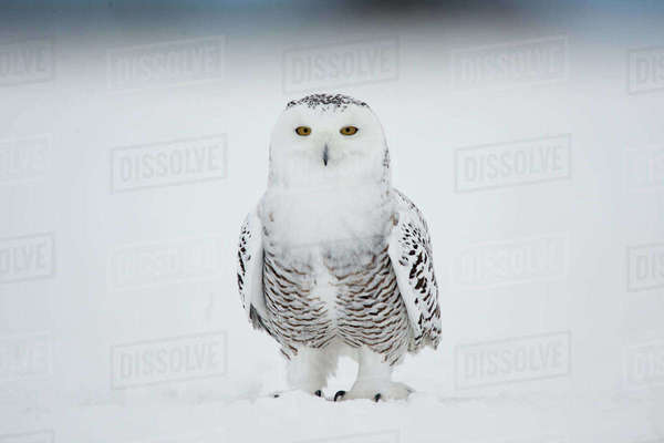 Canada, Quebec, Saint-Barthelemy, Ghost of the North, Snowy Owl (Nyctea ...