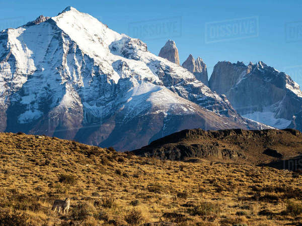 Puma sighting in the grand landscape, Puma (Puma concolor), Torres del ...
