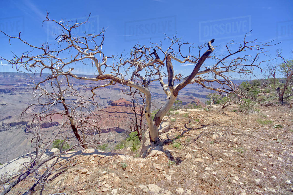 A burned and twisted dead tree on the edge of a cliff east of Yaki ...