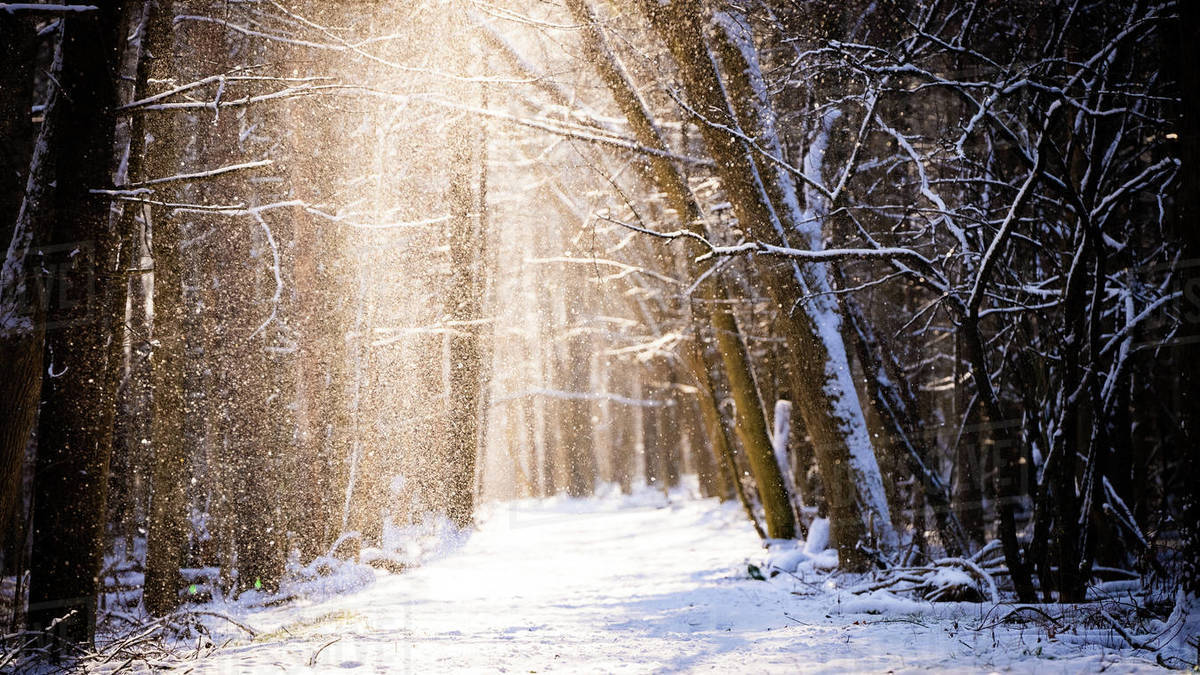 Snow shaking off of trees into the sunlight at the Root Glen in Clinton ...