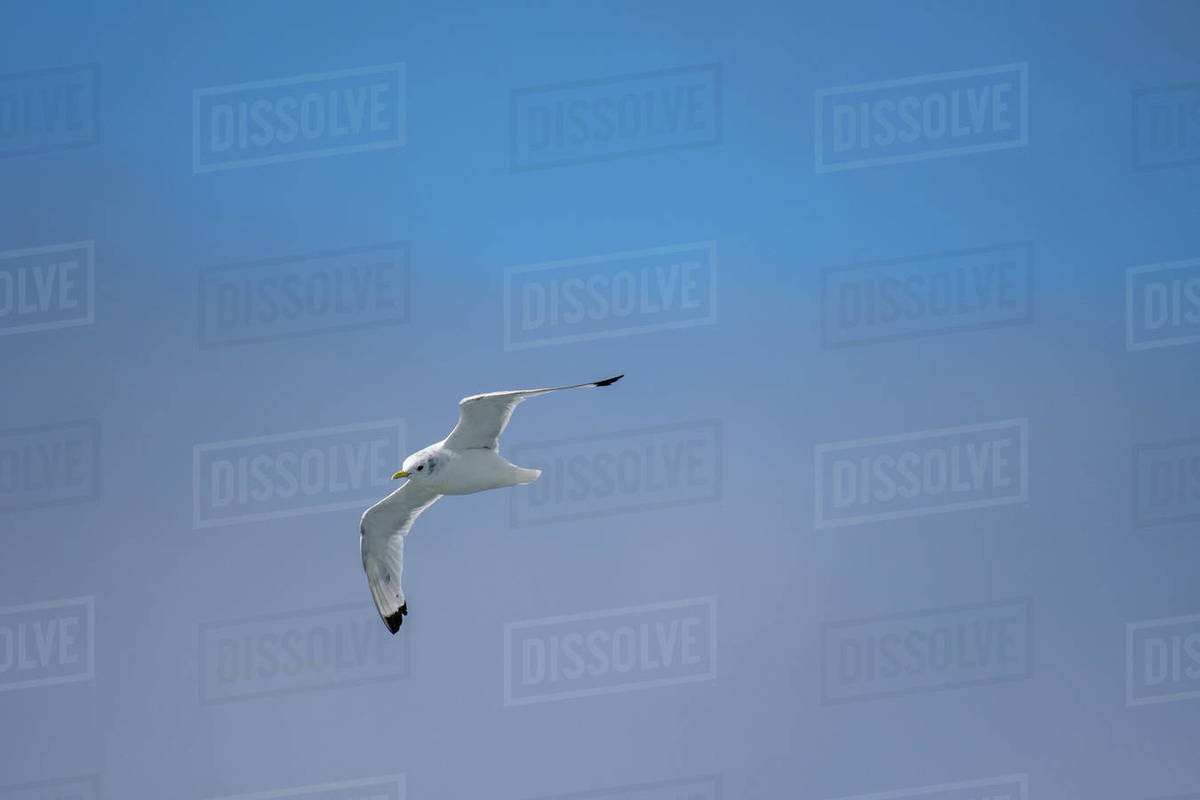 A Black-legged kittiwake bird mid flight - Royalty-free Stock Photo ...