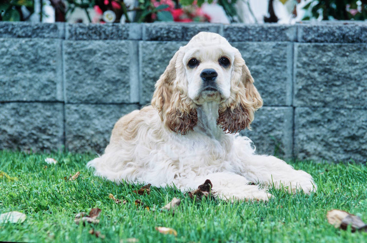 American Cocker Spaniel laying in grass outside in front of concrete ...