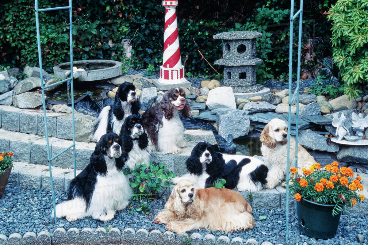 Group of American Cocker Spaniels sitting in garden outside near ...