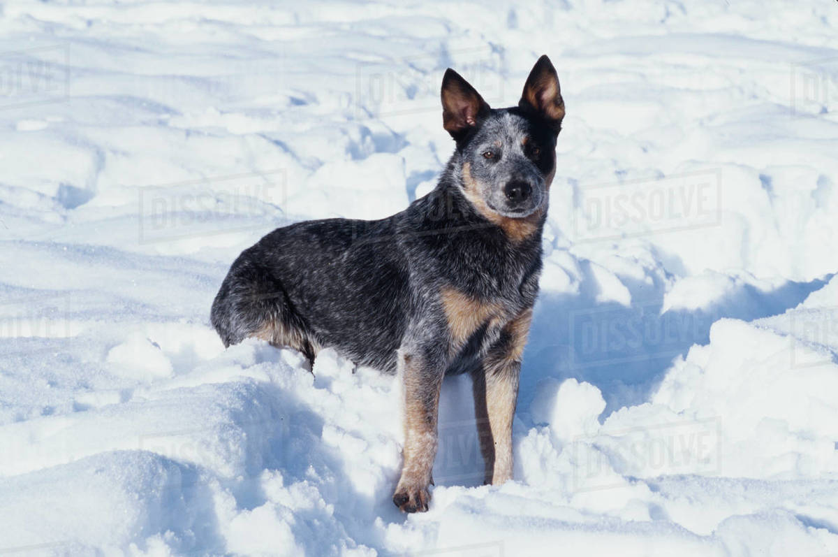 Australian Cattle Dog standing in snow outside - Royalty-free Stock ...