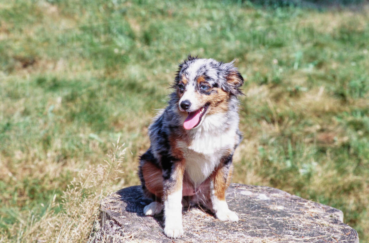 Australian Shepherd sitting on tree stump - Royalty-free Stock Photo ...