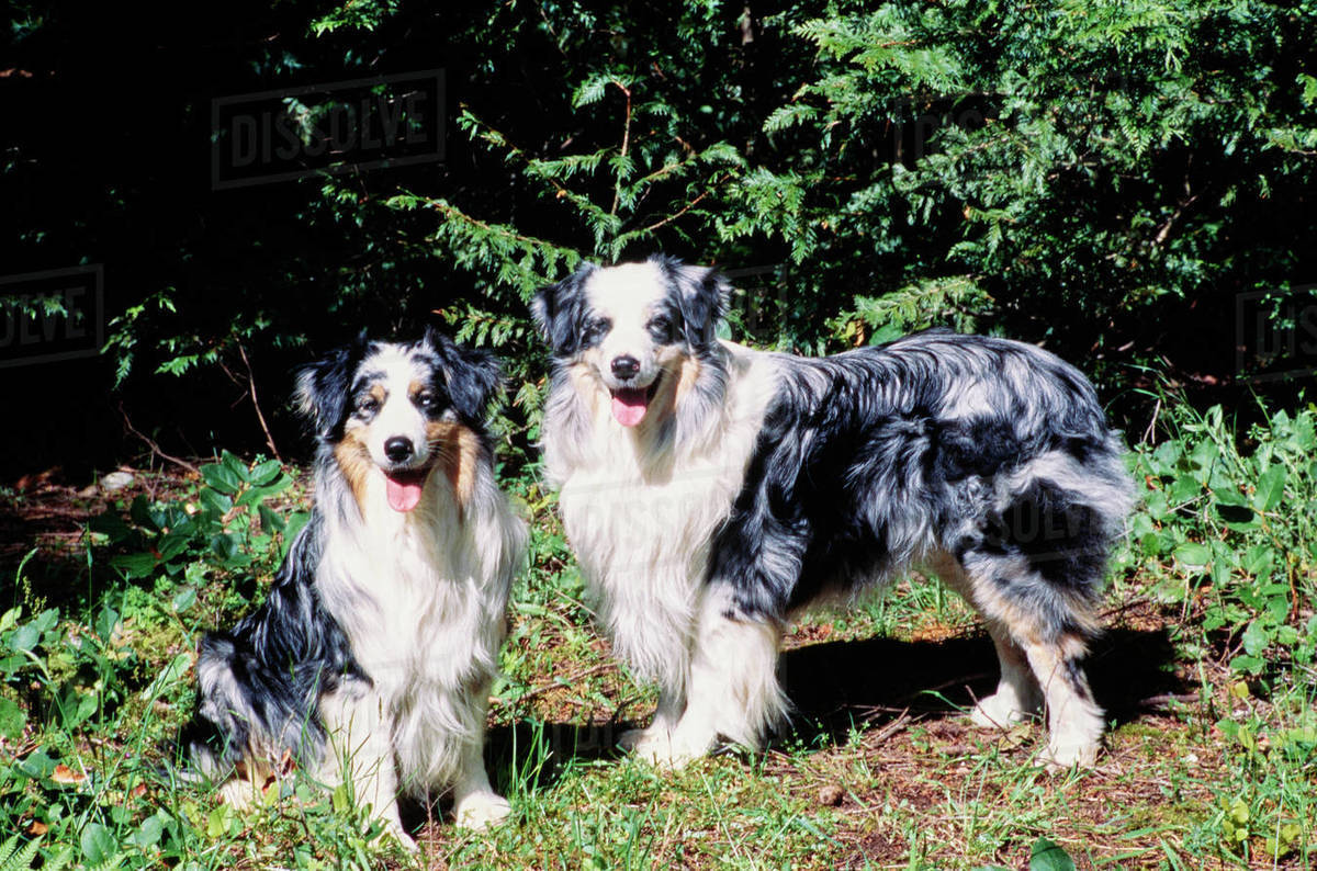 Two Australian Shepherds sitting outside in yard by bushes and trees in ...