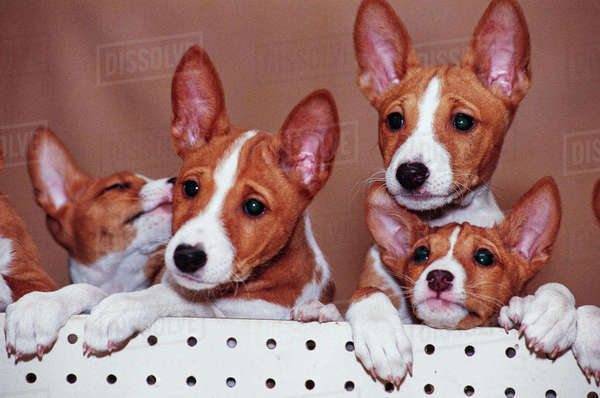 Small group of Basenji puppies jumping up on gate in doorway - Stock ...