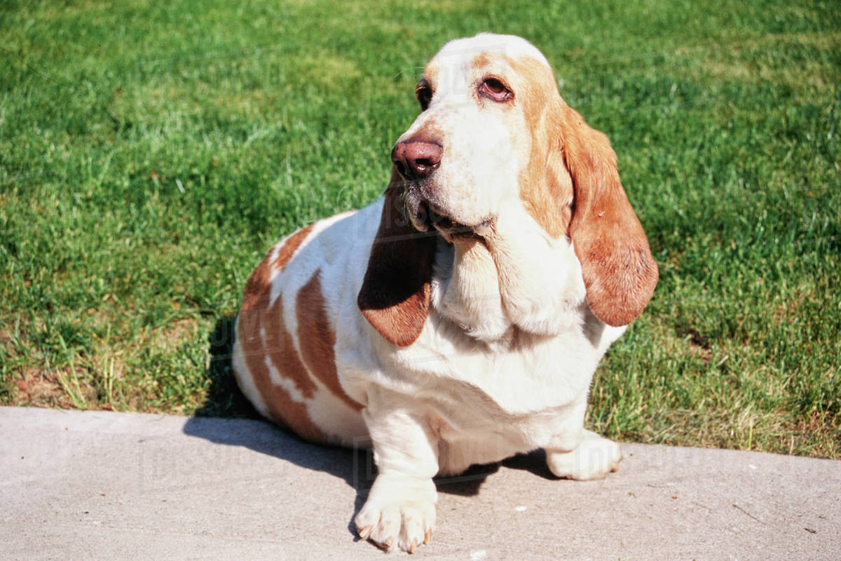 Basset Hound sitting on grass with paws on pavement outside - Royalty ...