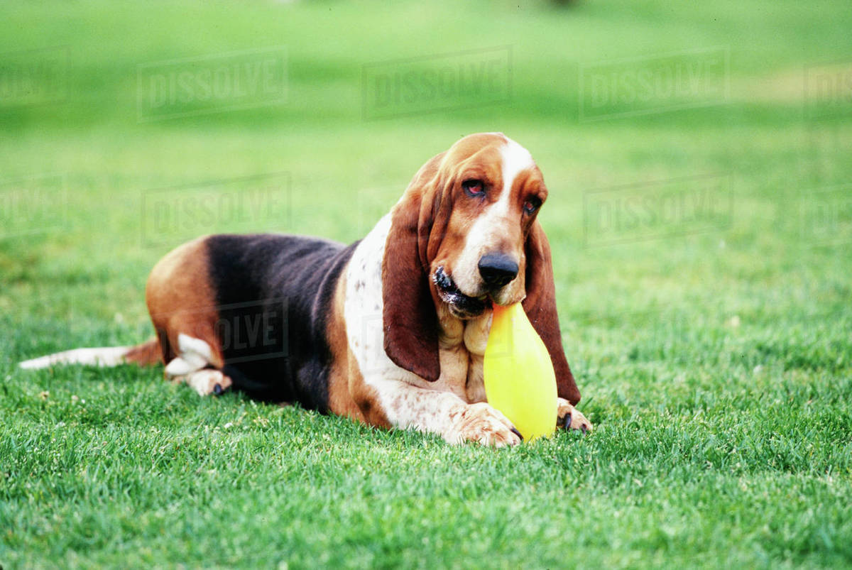 Basset Hound laying down outside chewing toy - Royalty-free Stock Photo ...