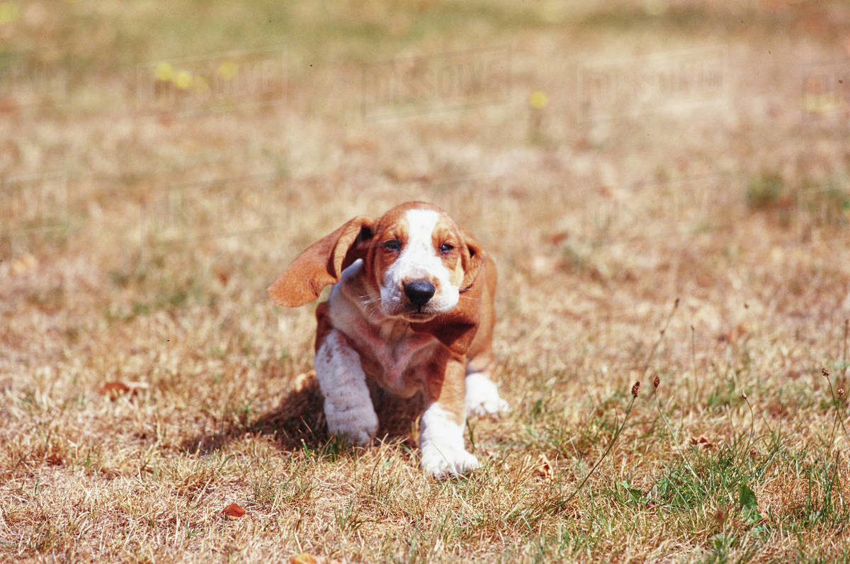 Basset Hound puppy running through yard outside - Royalty-free Stock ...