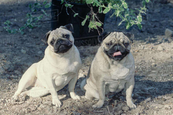 Two pugs sitting on gravel outside with leaves in background - Stock ...