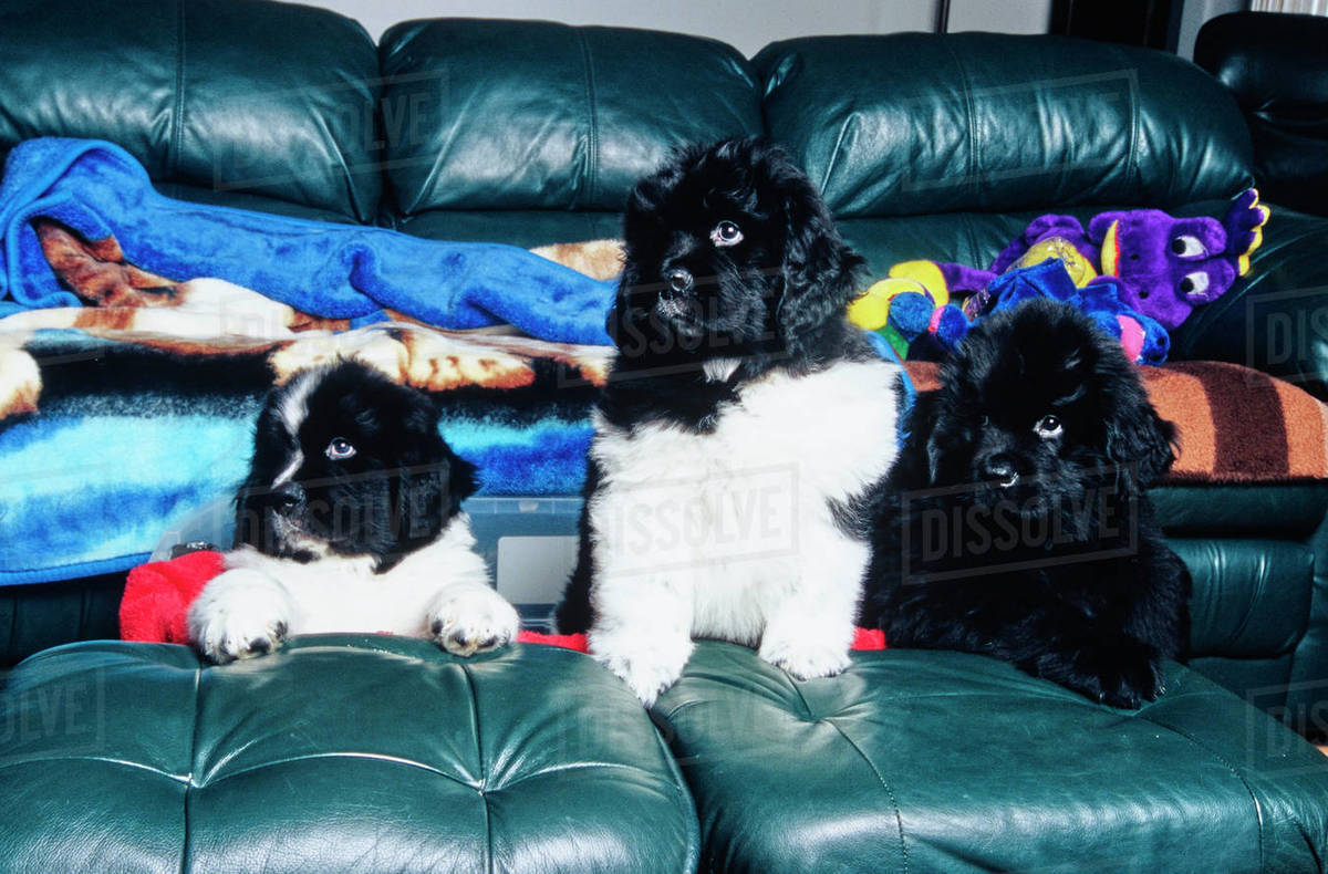 Three Newfoundland puppies sitting on green leather couch with toys and ...