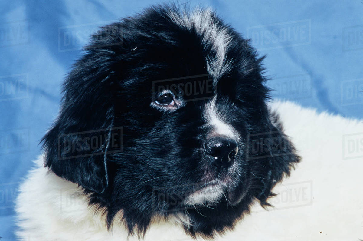 Closeup of fluffy Newfoundland puppy face in front of blue blanket ...