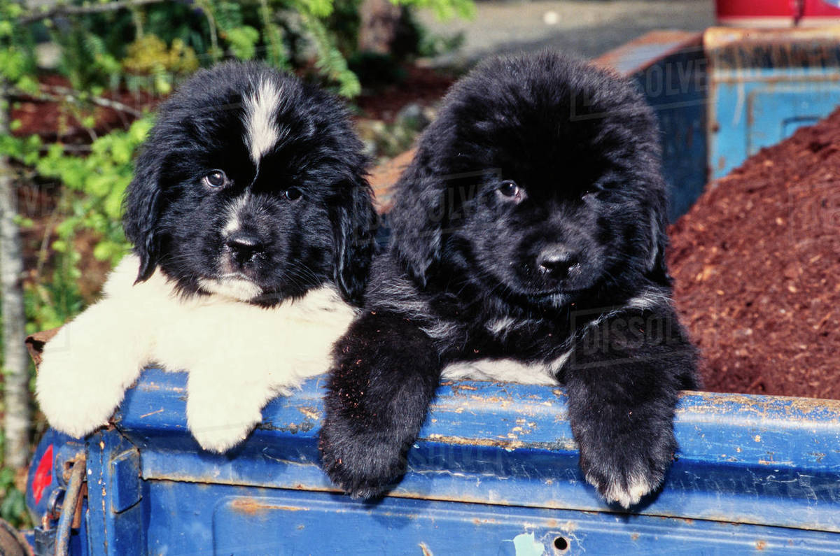 Newfoundland Puppies