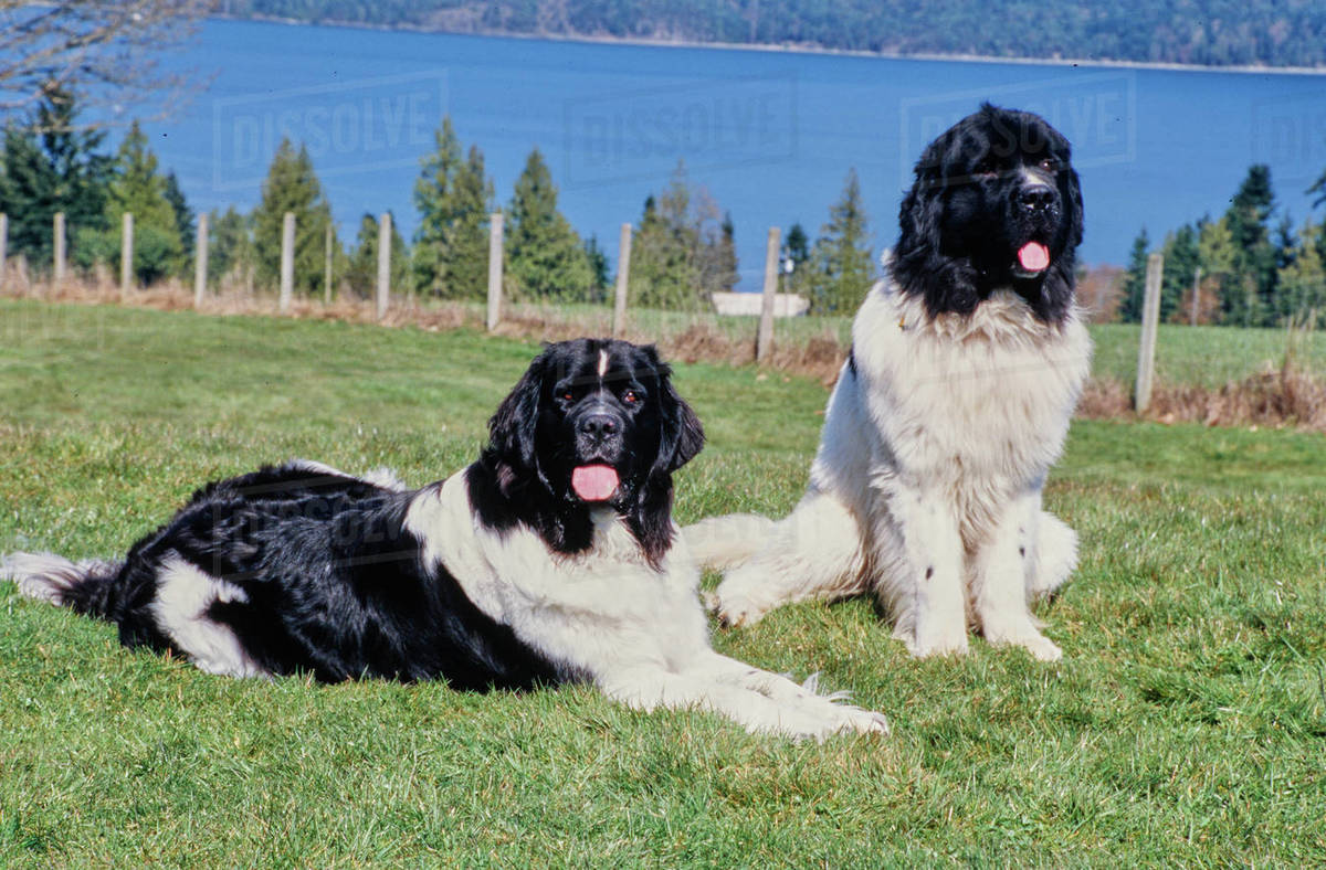Two Newfoundlands sitting in field with lake in background - Royalty ...