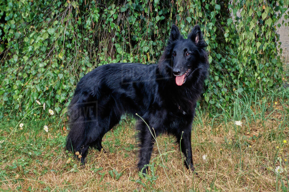 Black Belgian Shepherd outside standing in grass in front of bushes ...
