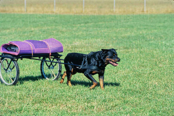 Rottweiler pulling wagon in field - Stock Photo - Dissolve