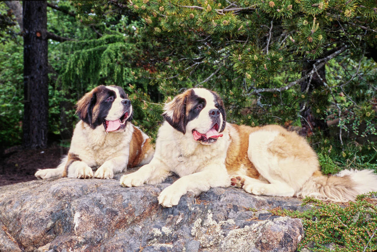 St. Bernards laying on rocks - Stock Photo - Dissolve