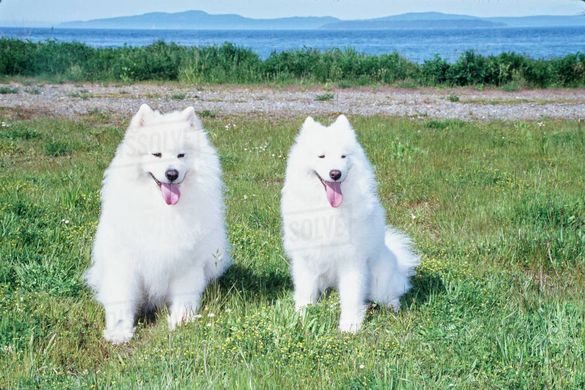 Samoyeds sitting in grass with mountains in distance - Royalty-free ...