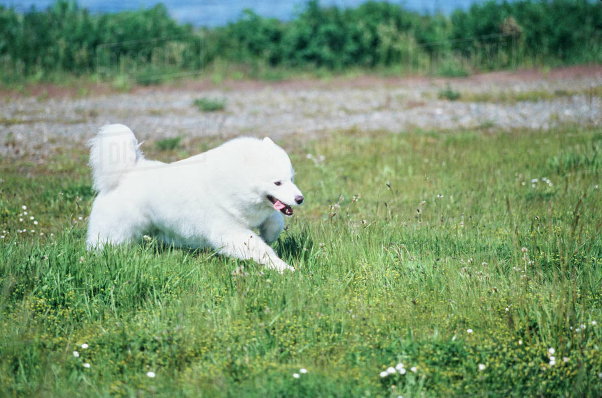 Samoyed running in field - Royalty-free Stock Photo | Dissolve