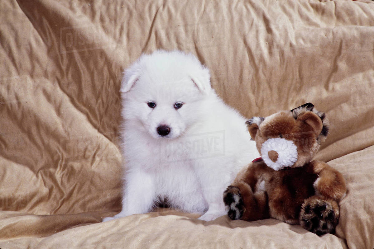 Samoyed puppy on couch with stuffed animal - Royalty-free Stock Photo ...