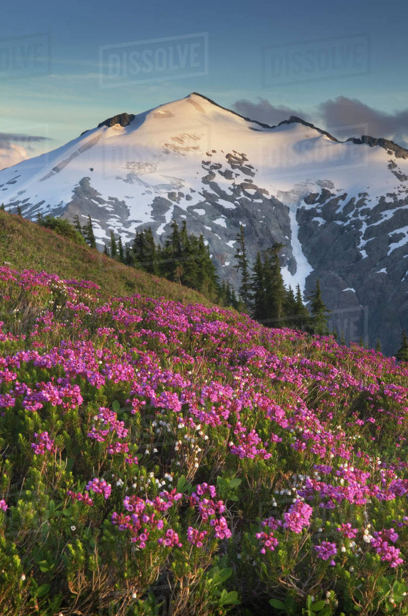 Ruth Mountain seen from wildflower meadows of Hennegan Peak, Mount ...