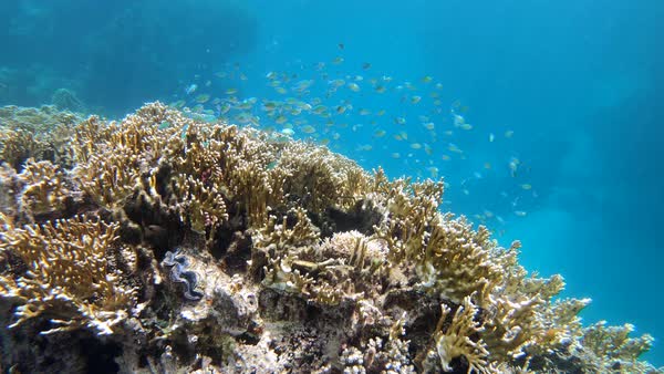 Underwater Marine Life With Fish Hiding In Corals - 4K Royalty-free ...