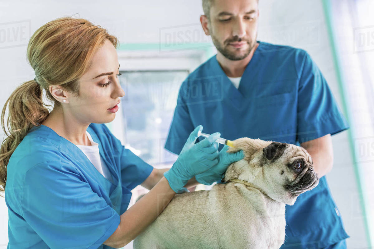 two veterinarians making vaccination to pug dog at veterinary clinic ...