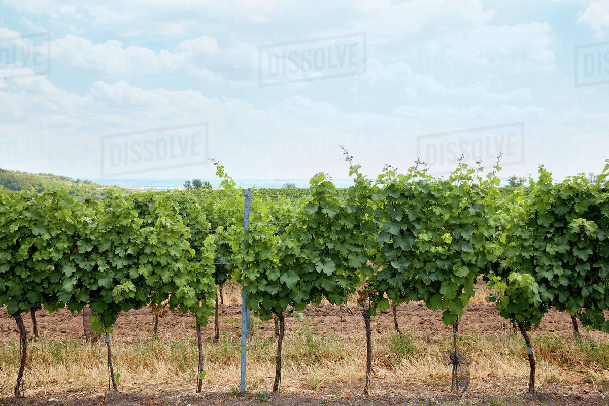 Green rows of plants growing on vineyard at countryside in Zajeci ...