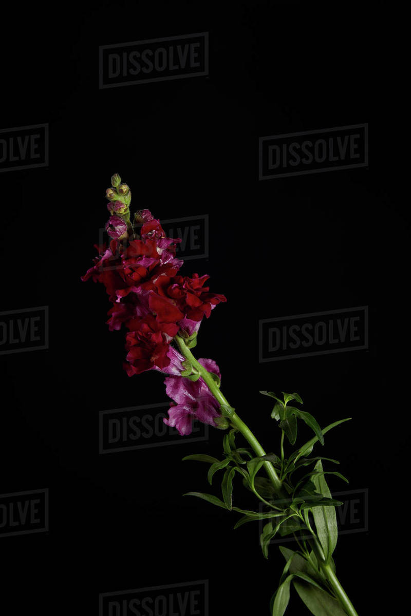 Beautiful maroon flowers on green stem with leaves isolated on black ...