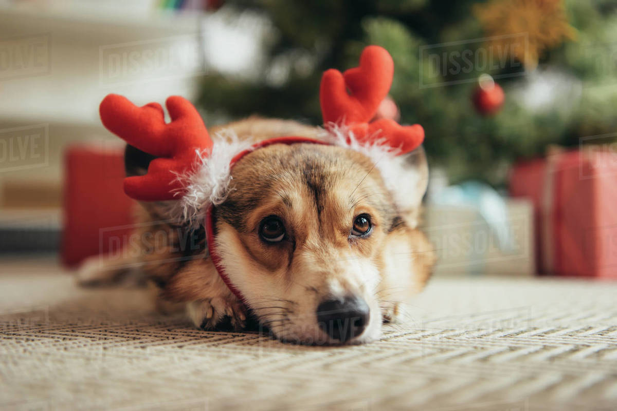 Cute welsh corgi dog in deer horns lying under christmas tree - Royalty ...