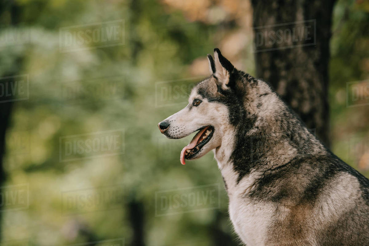 Siberian husky dog sitting in park - Royalty-free Stock Photo | Dissolve